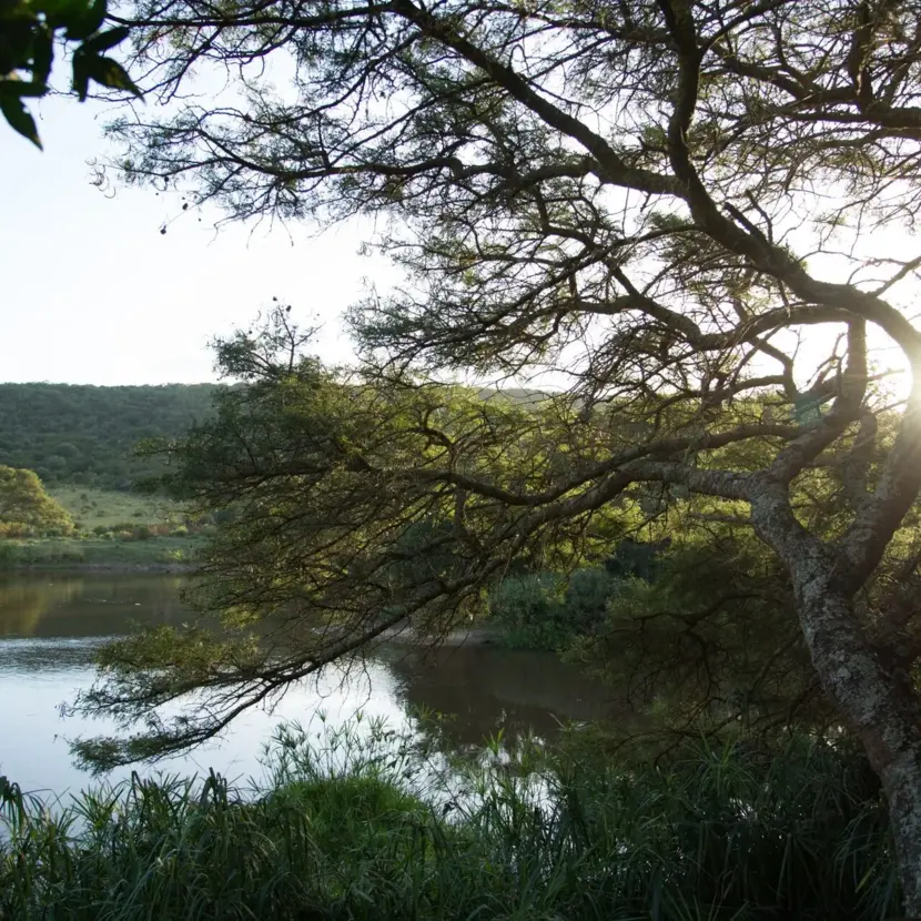 Get to know Premier Hotels in Eastern Cape | Premier Resort Mpongo ...