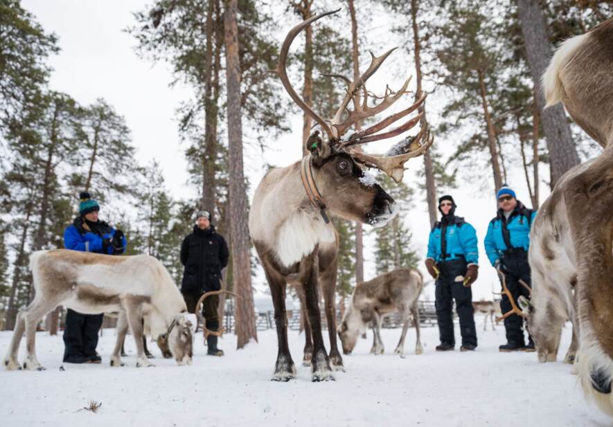 Wilderness Hotel Inari | Finnish Lapland